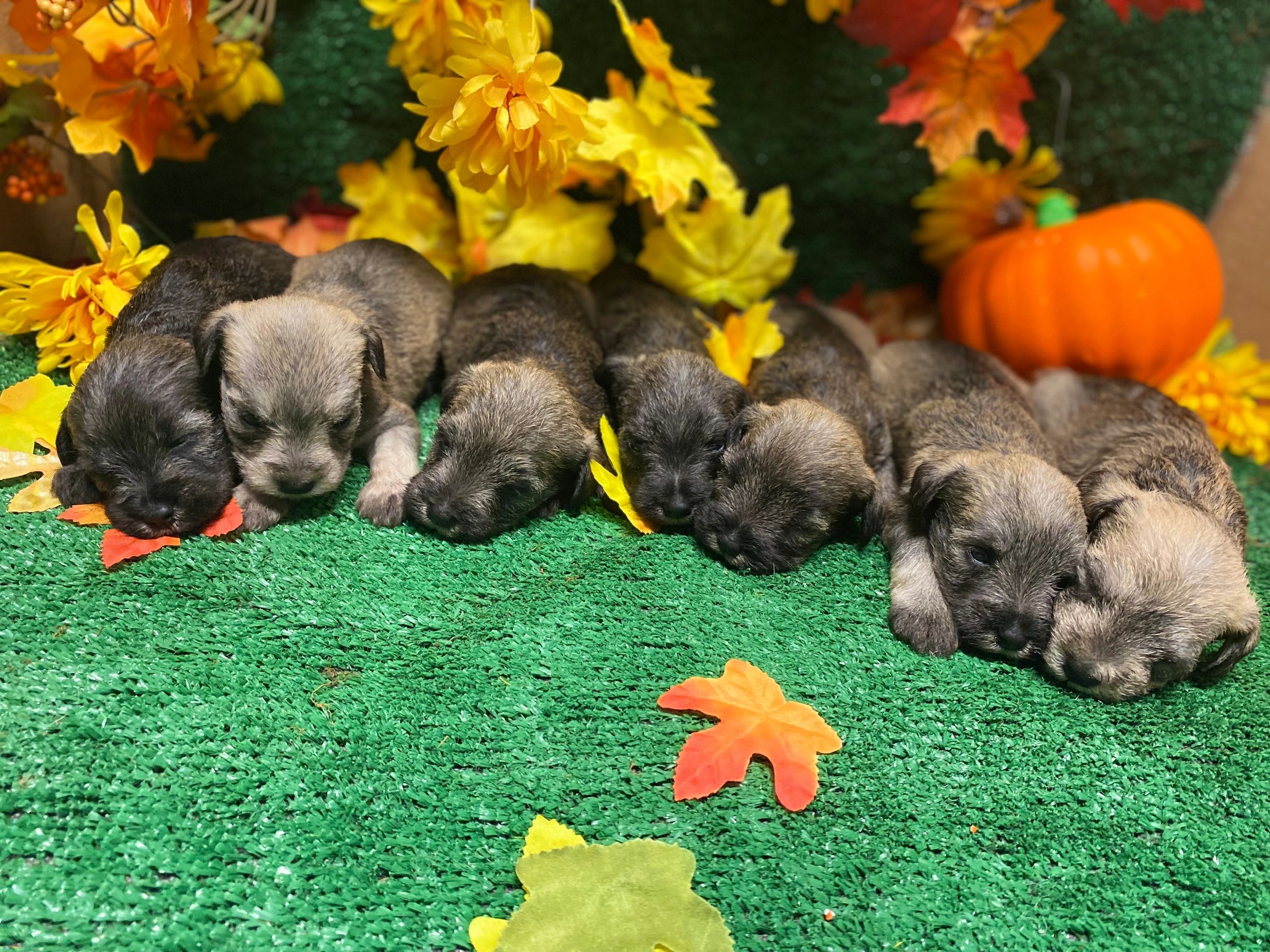 Upcoming litters | Richberg’s miniature schnauzers