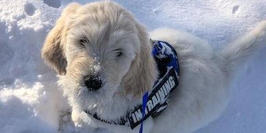 Our Dogs | Canines 4 Comfort