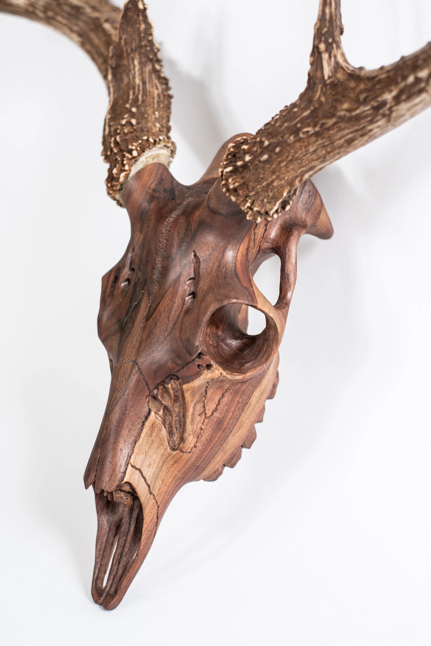 Custom Wood Skulls - Handcrafted European Mounts | Skulpt Skulls