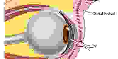 OCULOPLASTICS ASSOCIATES OF TEXAS - Oculoplastic - Dallas, Texas