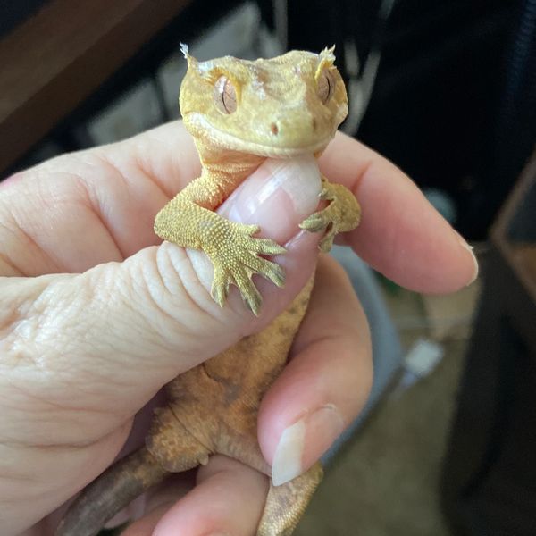 Animal Rescue, Animals for Adoption, Reptiles - Aunt Anna's Reptile Rescue - Concord, California