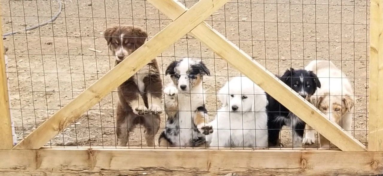 Naches Heights Ranch - Australian Shepherd Puppies, Aussie Puppies