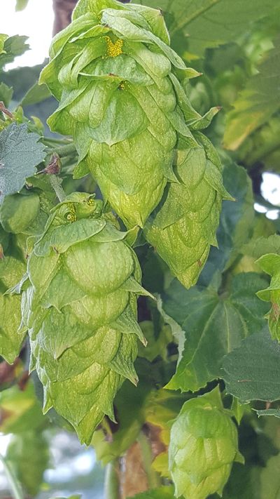 The Fir Farm - Hops, Christmas Trees and Honey