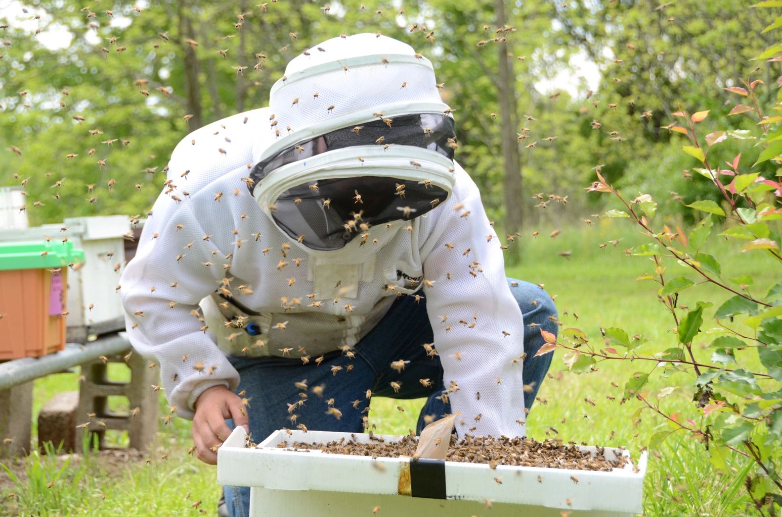The Bee Barn - Beekeeping Supplies, Honey Bees, Beekeeping