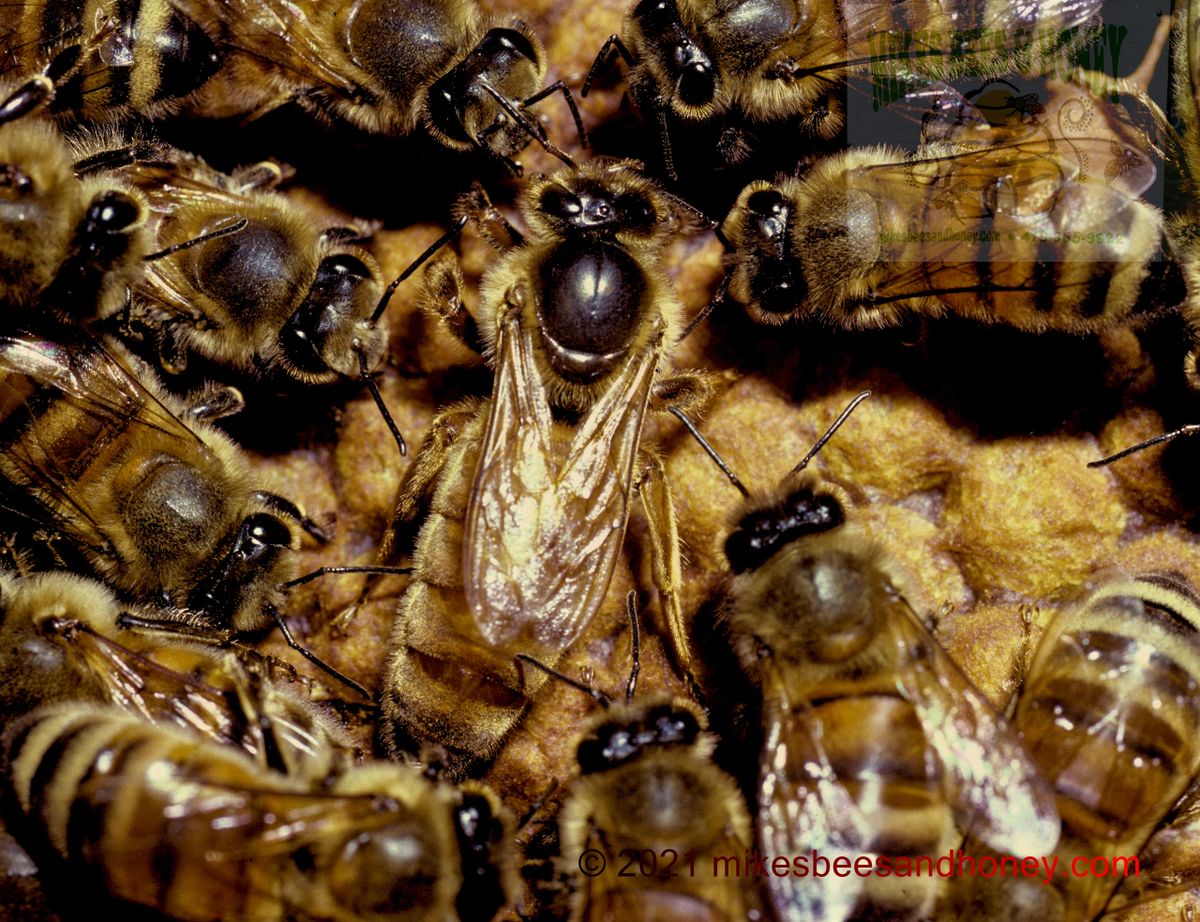 Ohio Italian Queen Bee