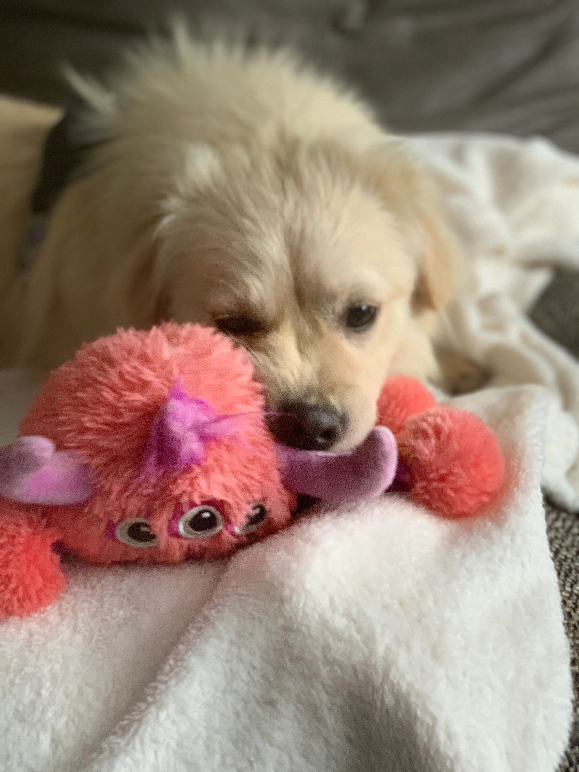 Our Foreign Rescue Dog Has Just Arrived.