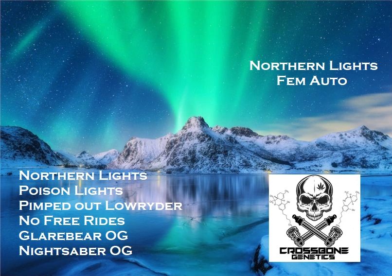 Northern Lights Box Set 6 Strains (5-seeds each)