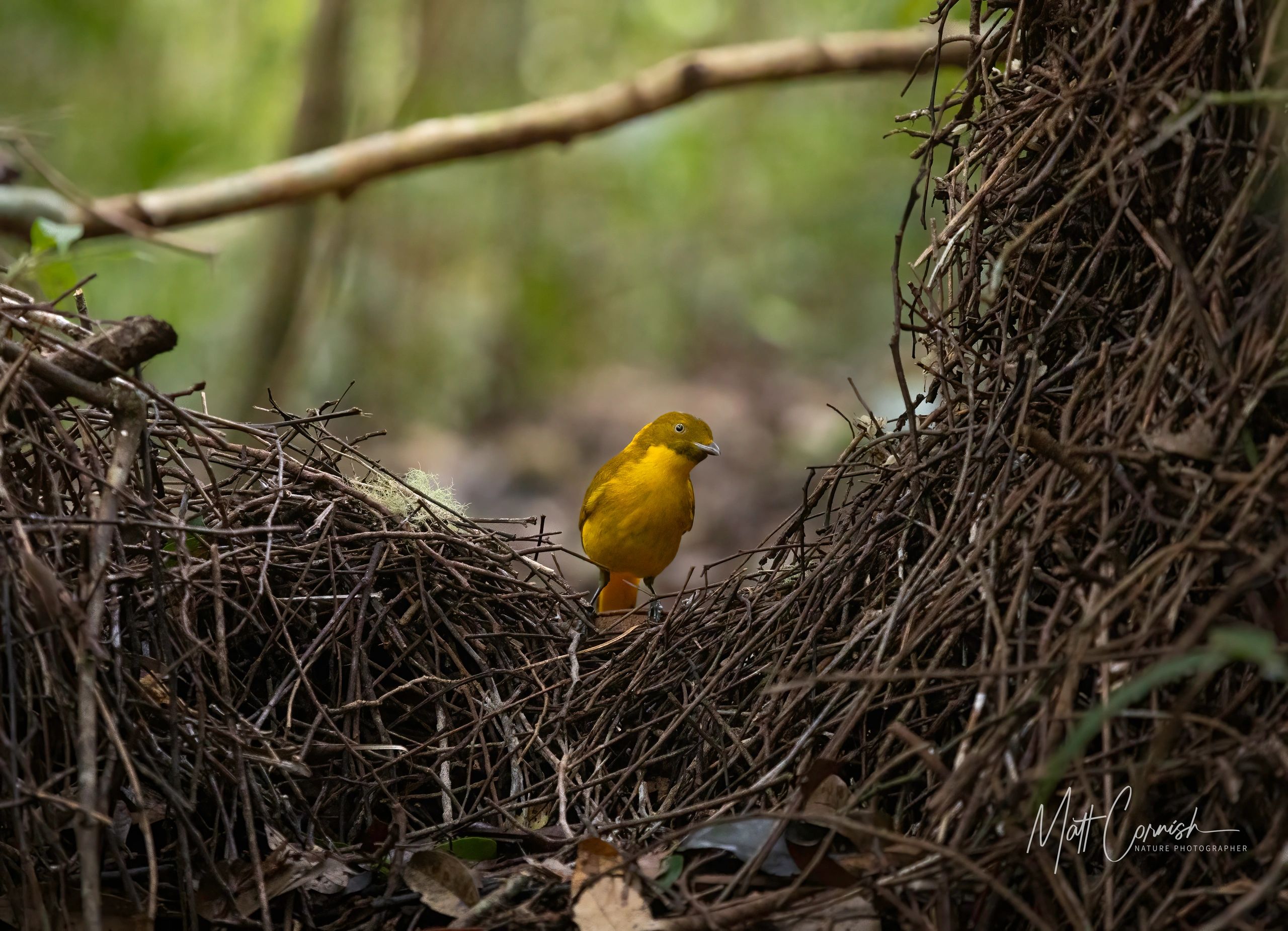 Photo Catalogue | Matt Cornish - Nature Photographer