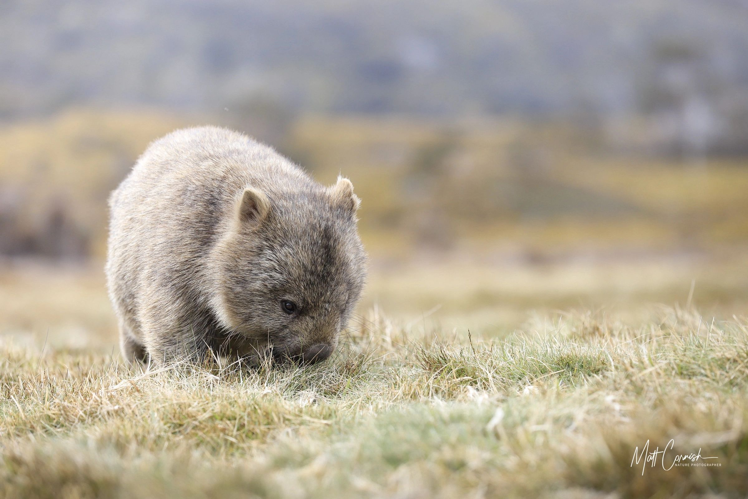 Photo Catalogue | Matt Cornish - Nature Photographer