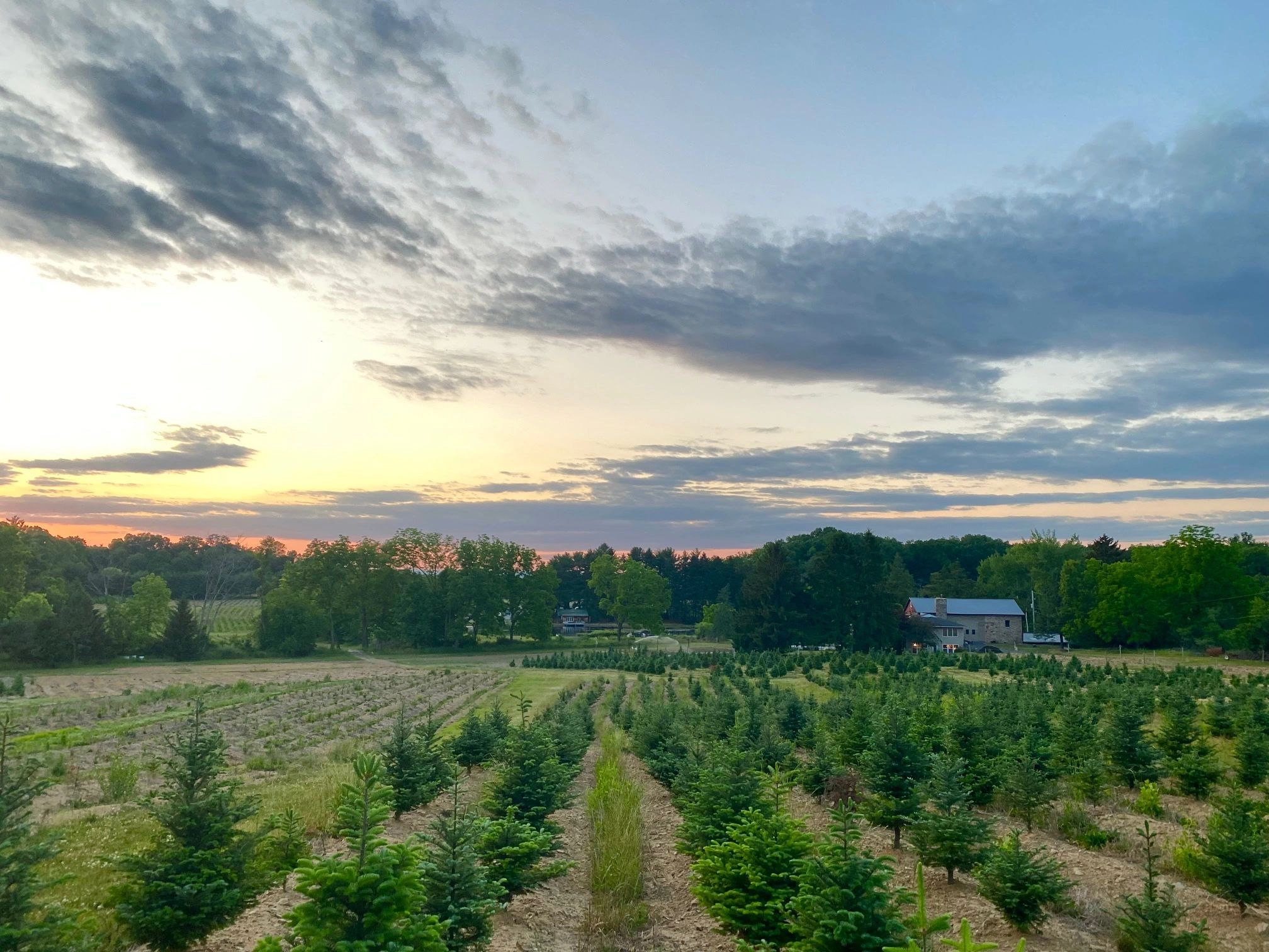 Christmas Tree Farm - Pine Brook Hollow