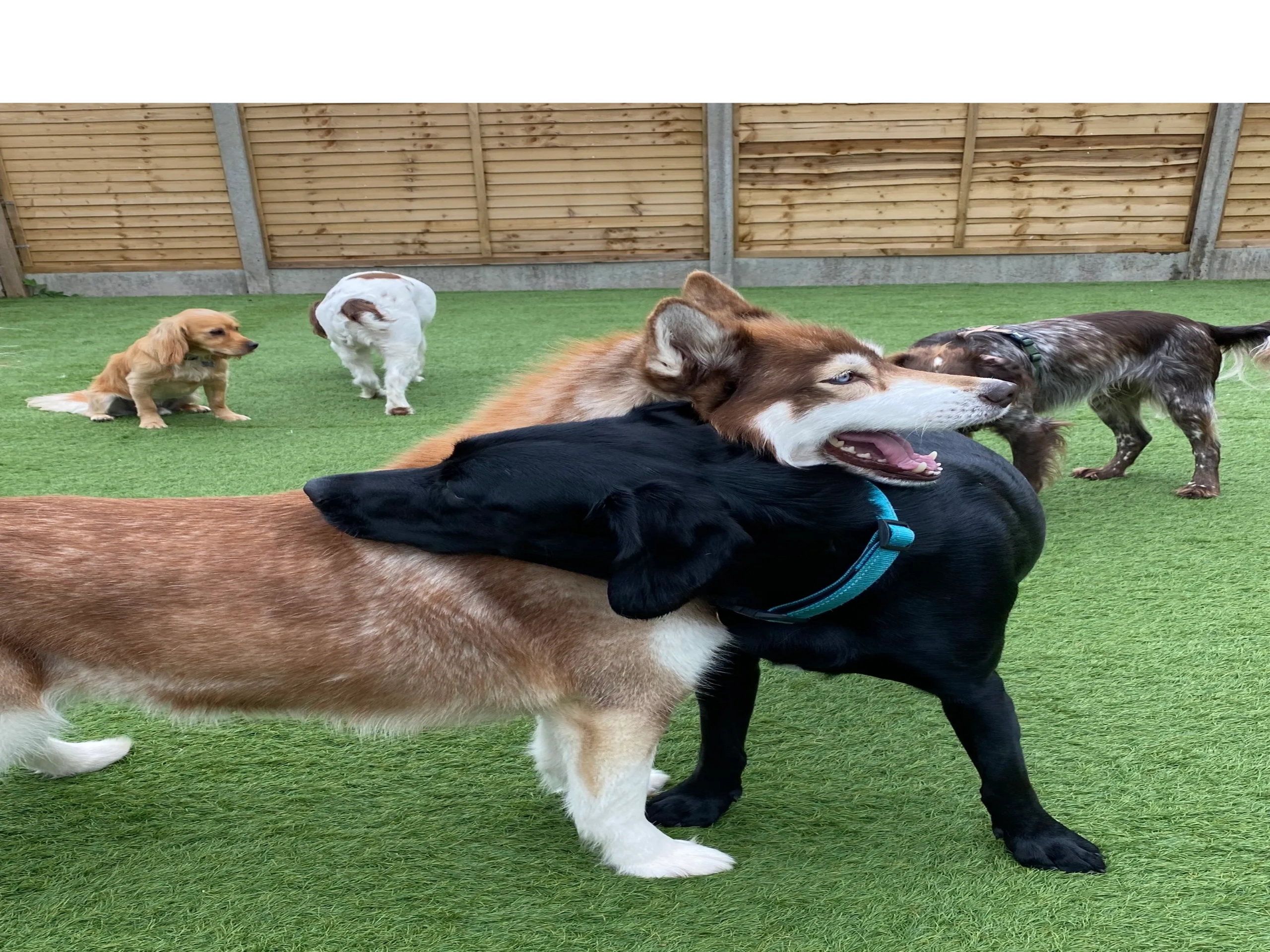 Pooch'n'Pals - Dog Day Care, Dog Holiday Care