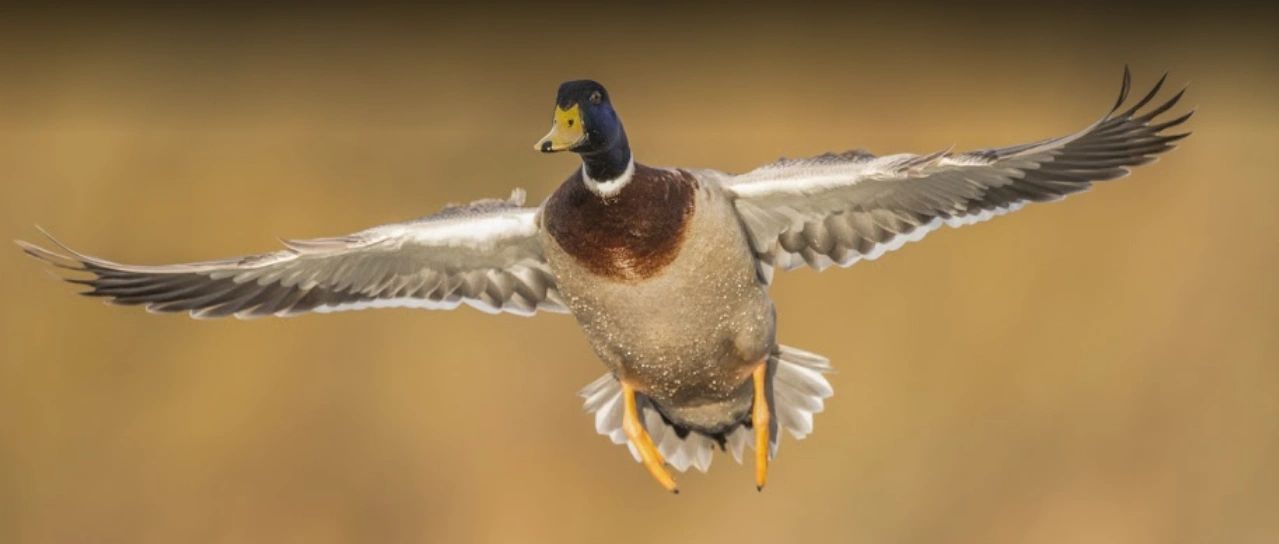 Duck Hunting - Meadow Island Outfitters
