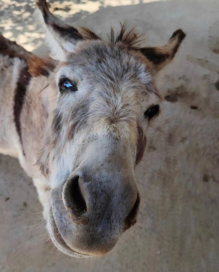 Gujarat- Animal Helplines