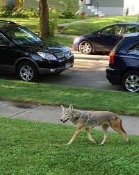 The 21st-century urban coyote is a new kind of wild
