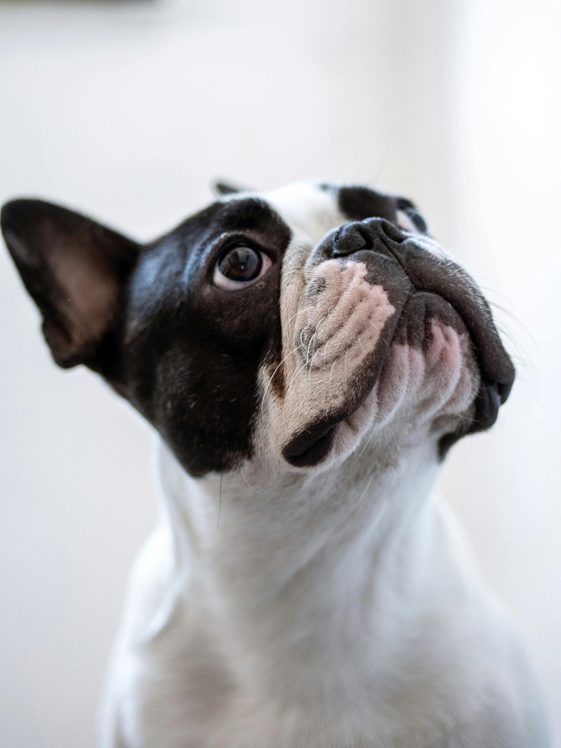 Study on Neurologic Events in Dogs Using Bedinvetmab (Librela)