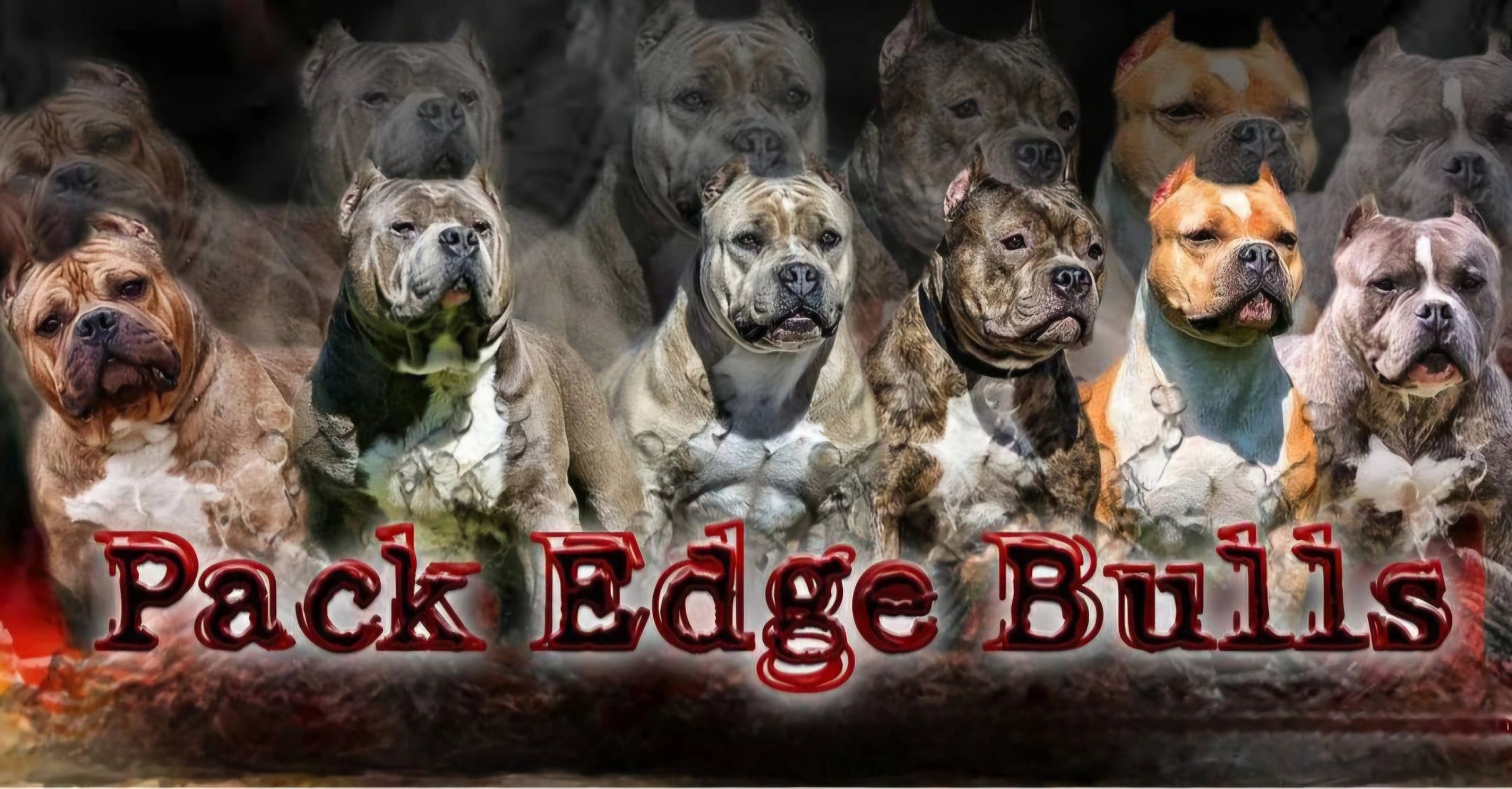 Pack Edge Bulls - Home