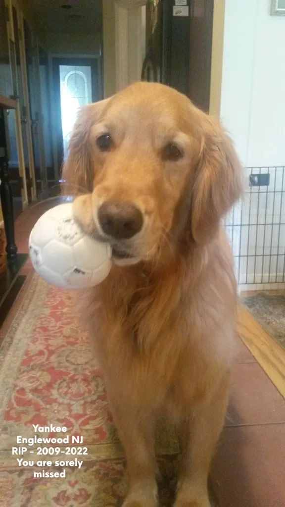 David's Dog Training Provided in Bergen County, NJ