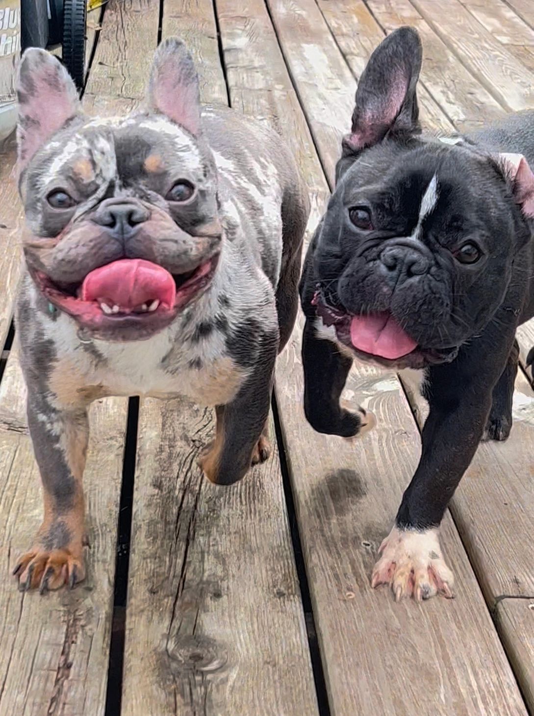 L&K Frenchies furrever.frenchie.families