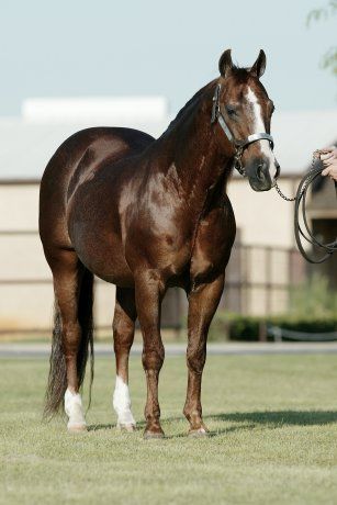 Breedings | SMART LITTLE LENA STALLION