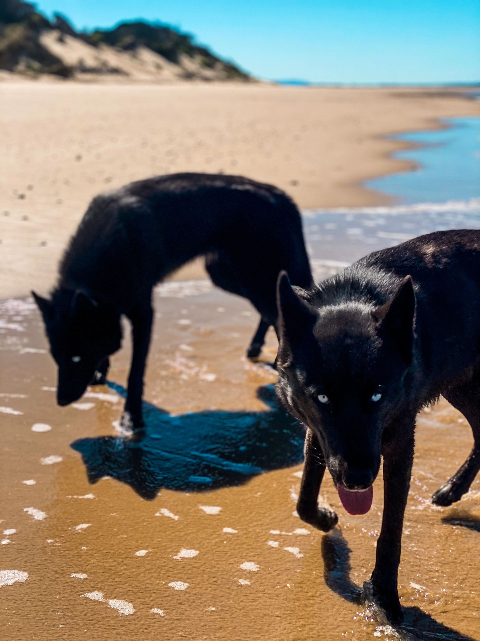 Dogs in Wolfsuits - Dog, Blue Eyed Dog, Wolfalike Dog