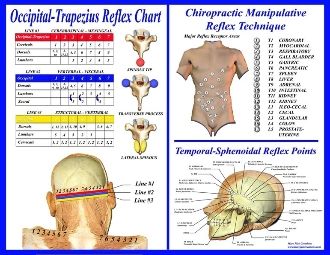 Occipital-Trapezius Reflex Wall Chart