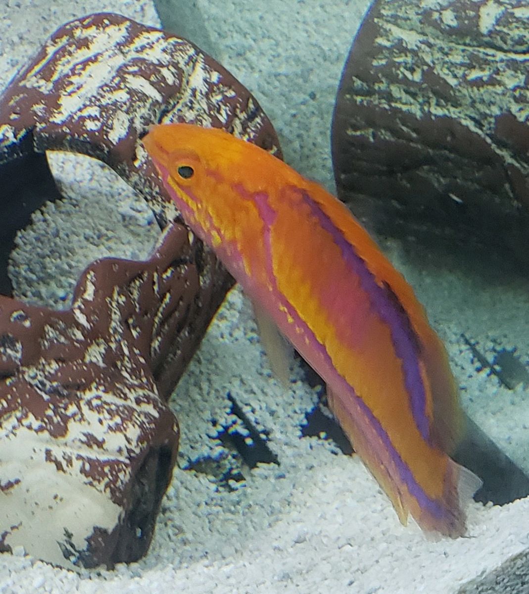 Splendid Pintail Fairy Wrasse (Cirrhilabrus Isosceles)