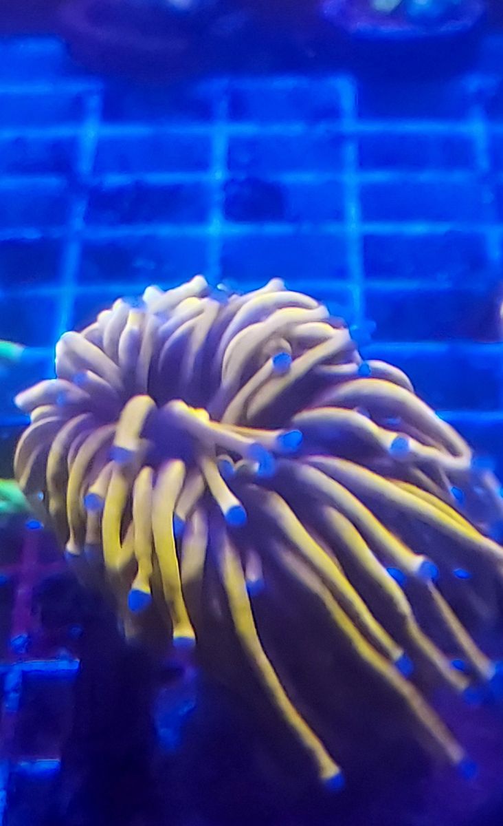 Indonesia PURE GOLD Torch