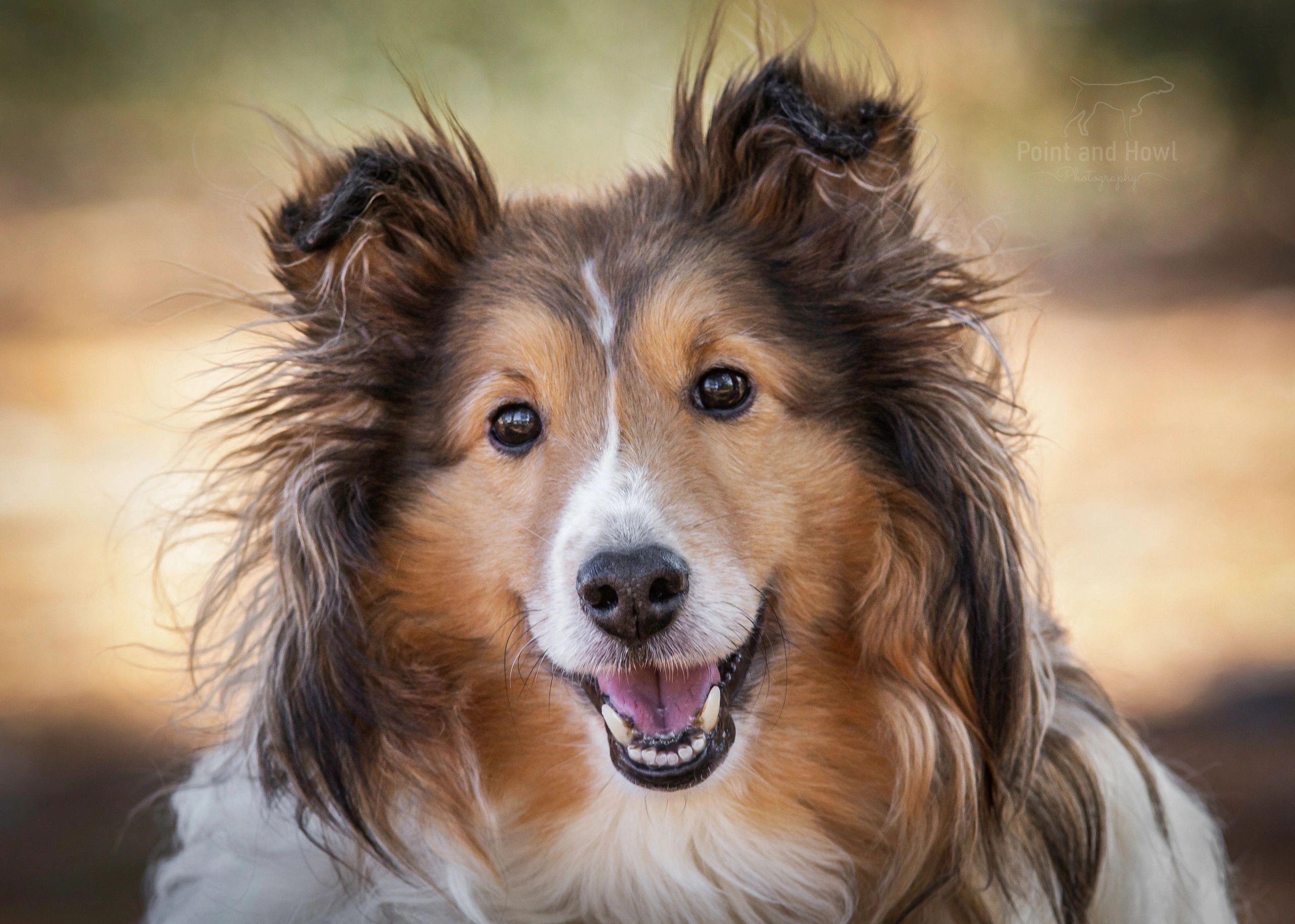 Virginia Sheltie Rescue