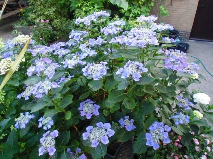 Hydrangea Teller Blue
