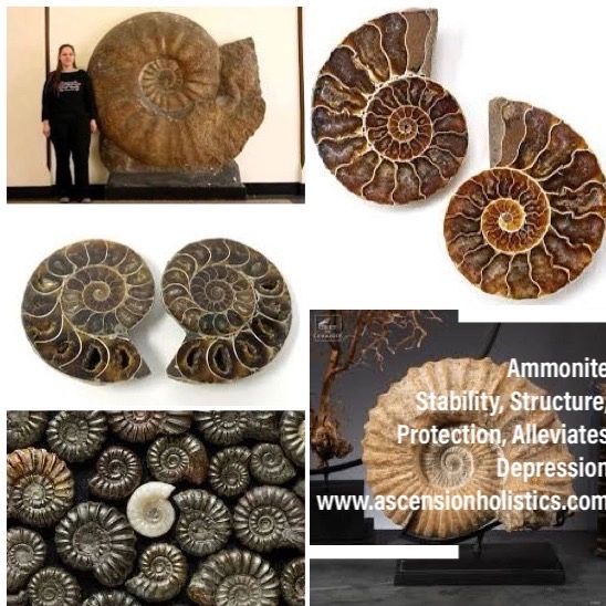 Ammonite, Fossil of Structure, Stability & Protection from Evil