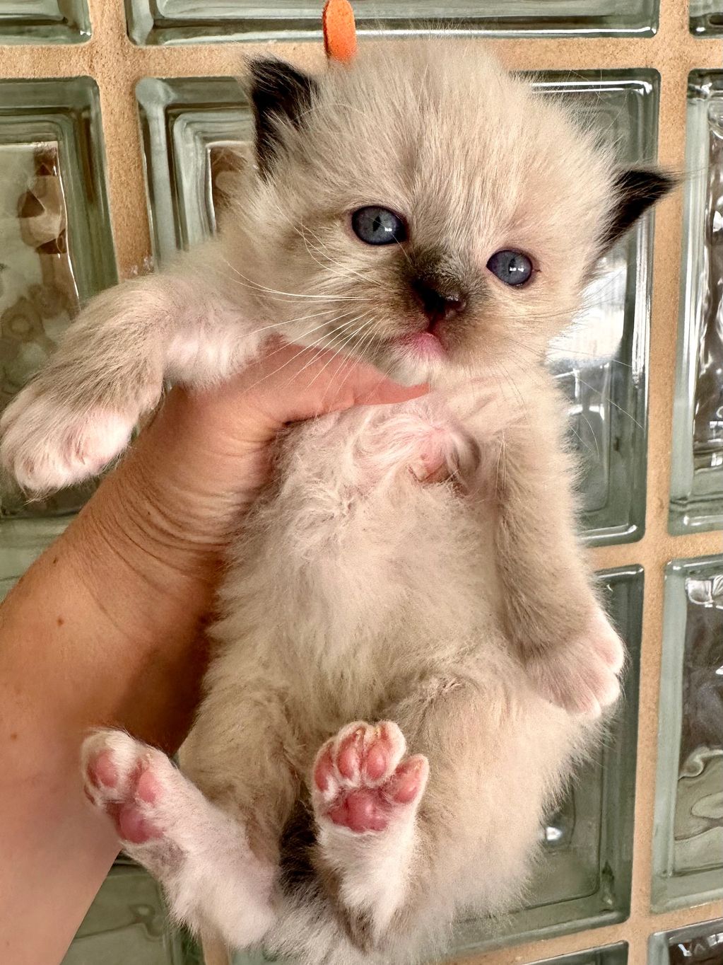 Look at Our Available Kittens at Desert Darlings Ragdolls.