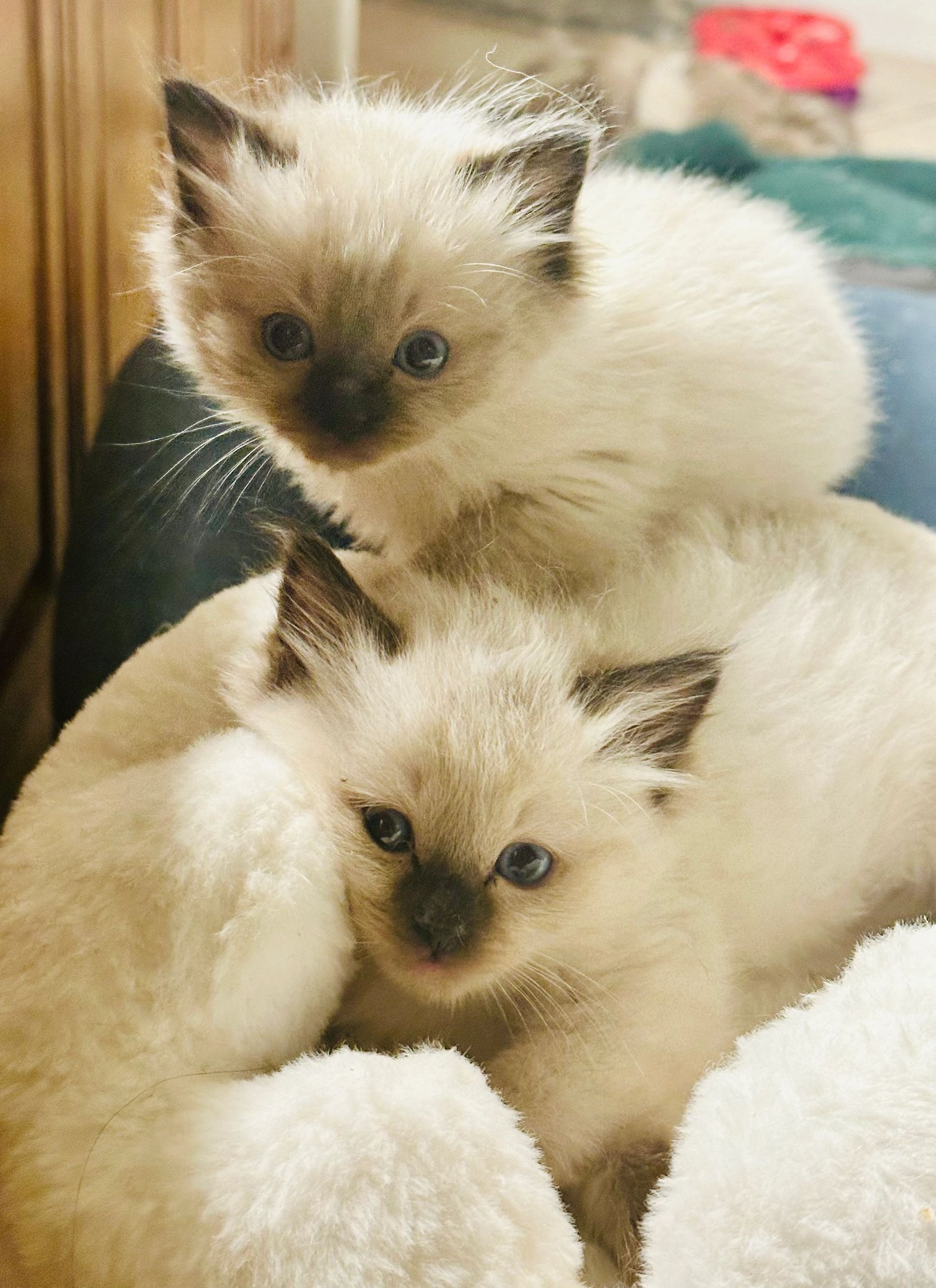 Ragdoll Kittens for Sale in California | Mink, Lynx, Bicolor