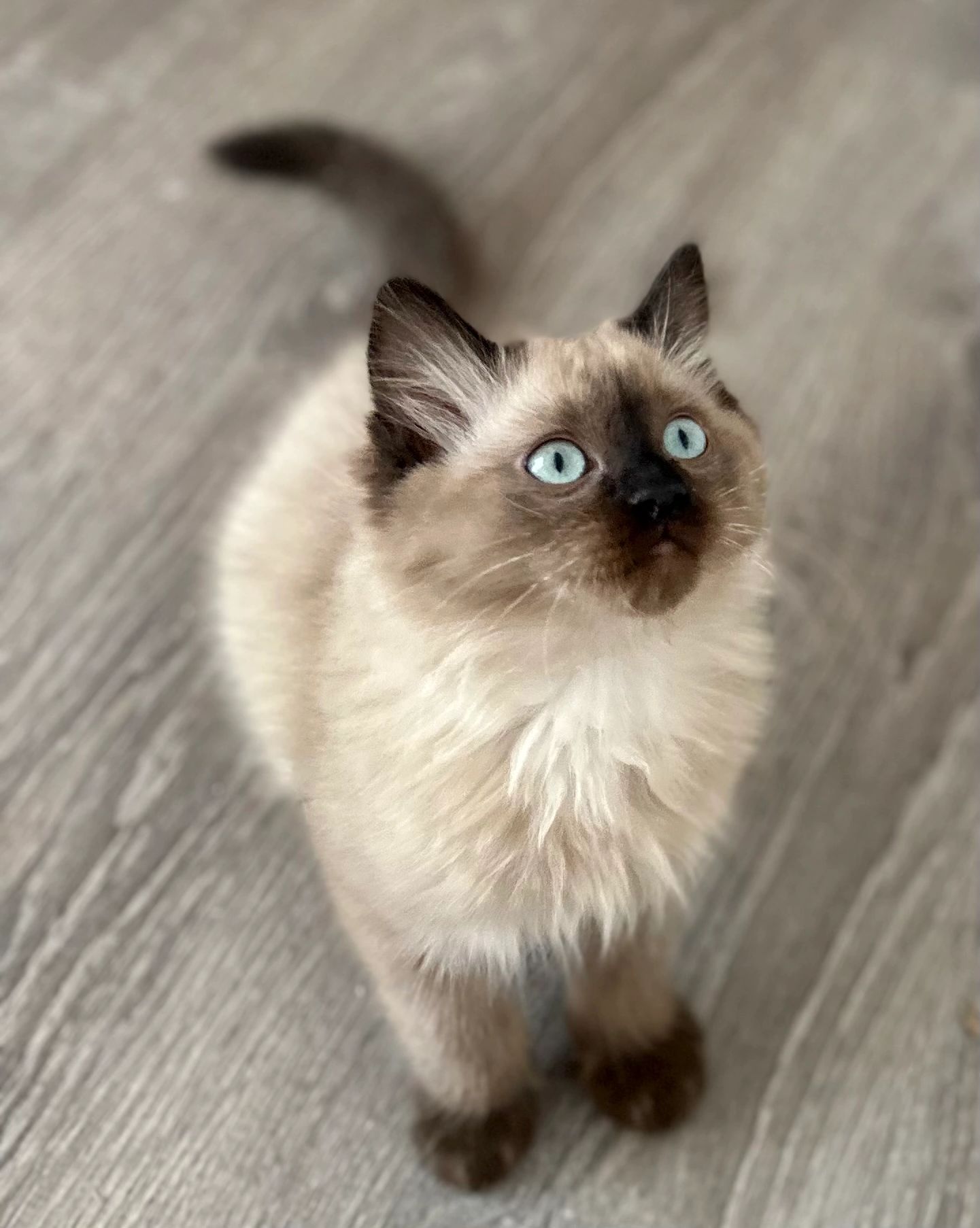Ragdoll Kittens for Sale in California | Mink, Lynx, Bicolor