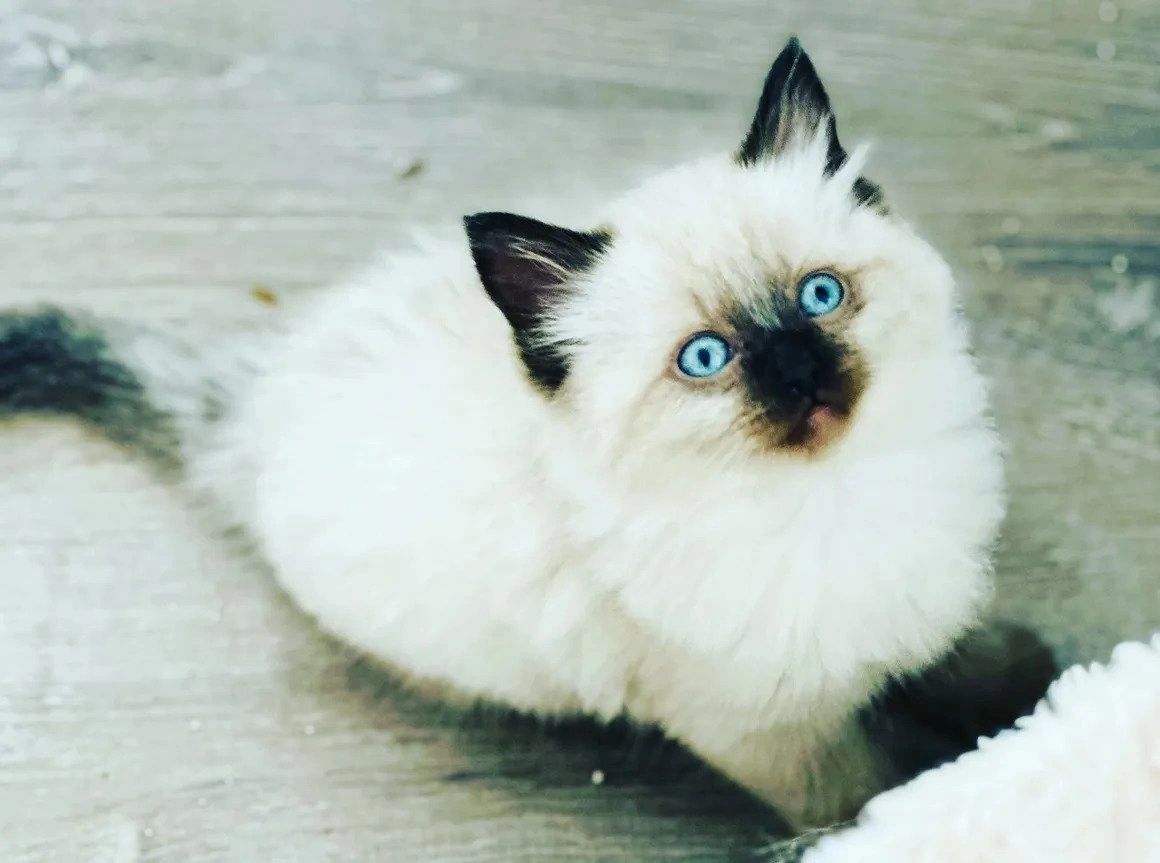 Black Ragdoll Cat