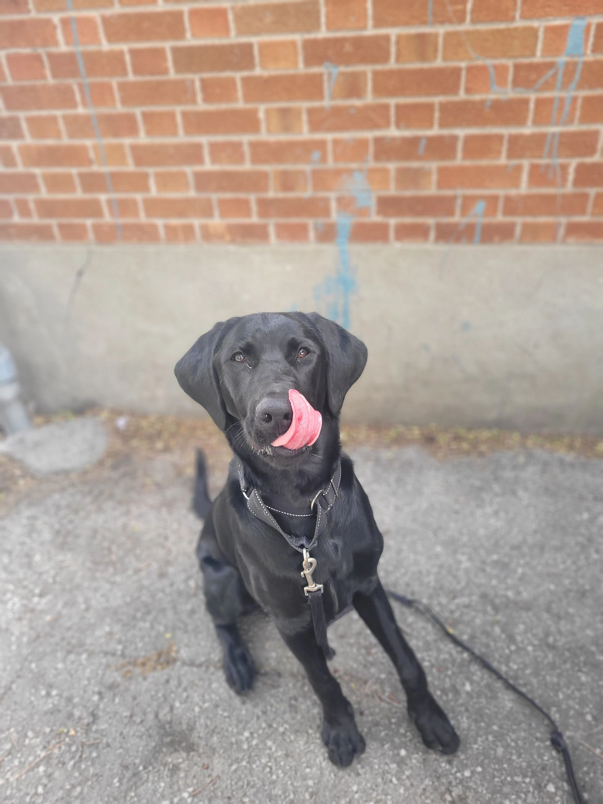 Decoding Canine Communication: Understanding Dog Body Language