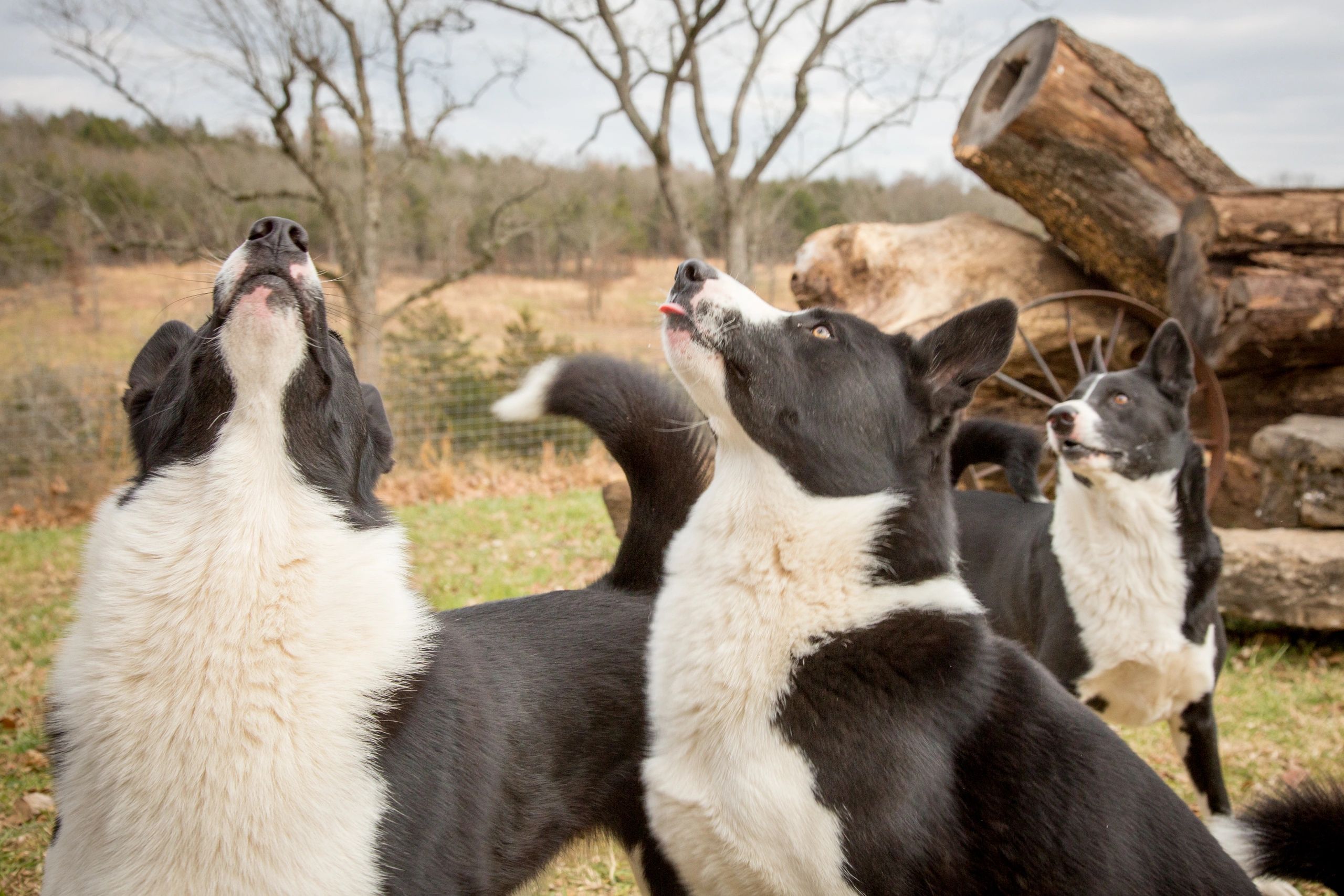 Ann's Karelian Bear Dogs - Puppy Breeders, Our Karelian Bear Dogs