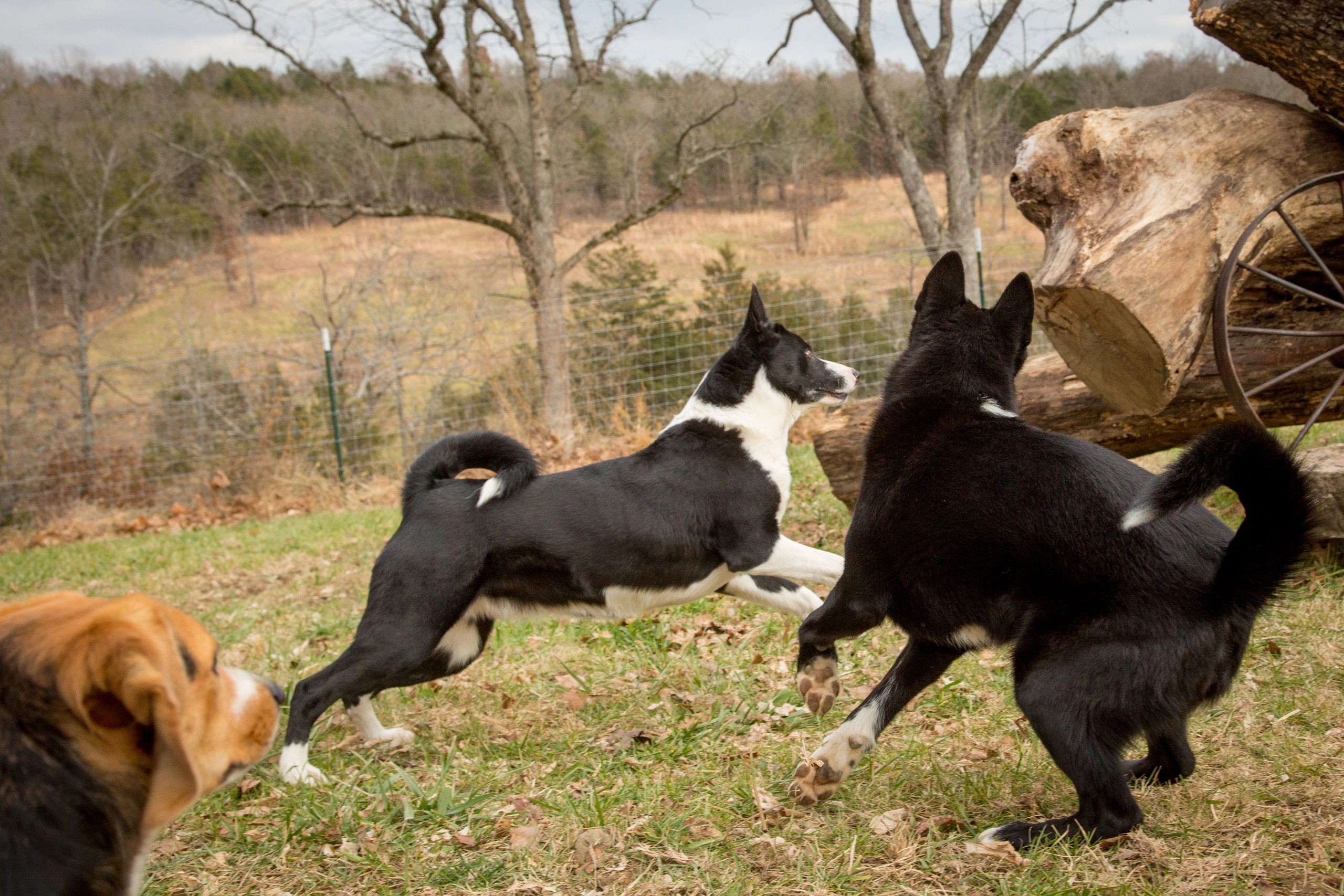 Ann's Karelian Bear Dogs - Puppy Breeders, Our Karelian Bear Dogs