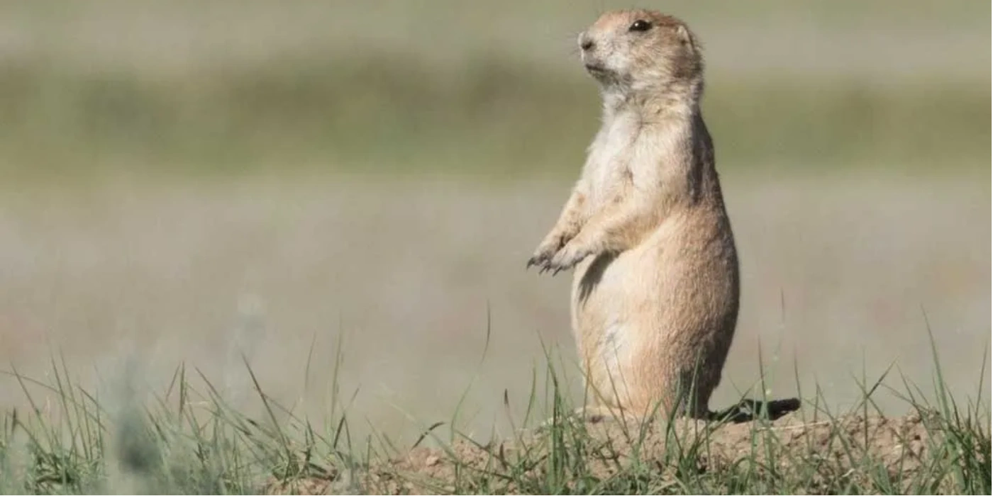 Quality Prairie Dog Control - Praire Dog Control