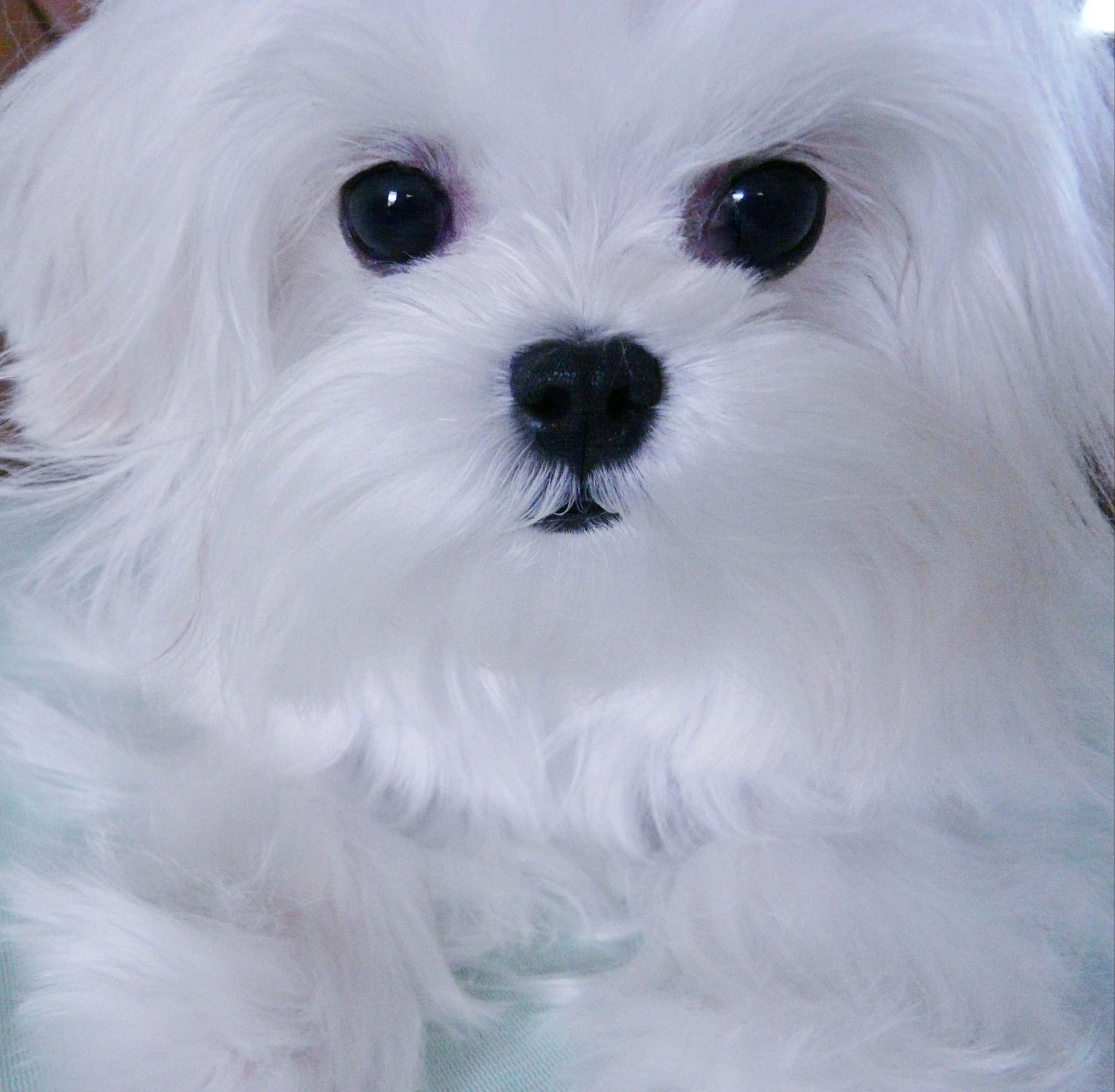 Our Males and Females | Stone Ridge Maltese