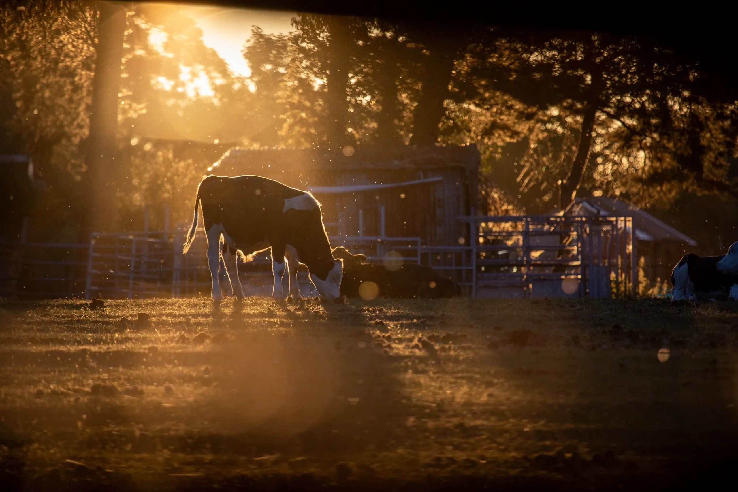 10 Essential Fall Preparation Tips for Cattlemen