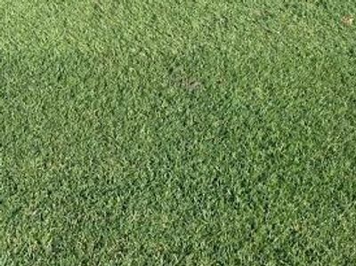FAQ | Desert Green Turf