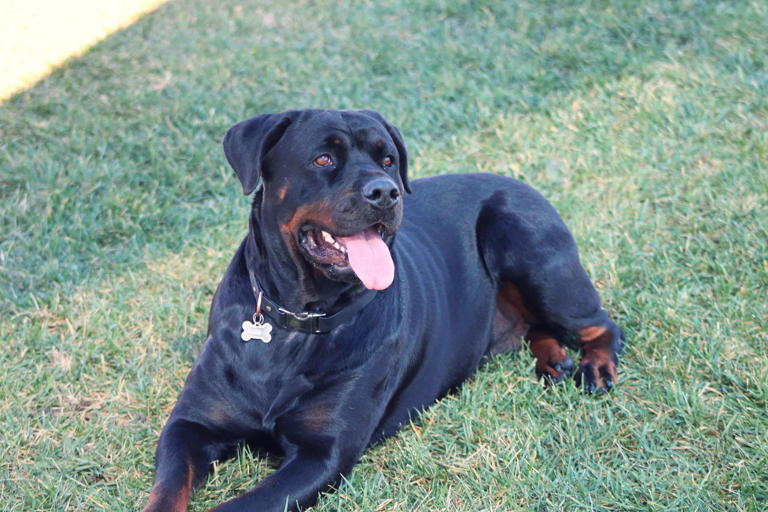 Find Your Perfect Rottweiler Puppy at Roswell Rottweilers