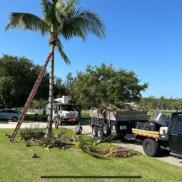 Lumberjacks Tree Service