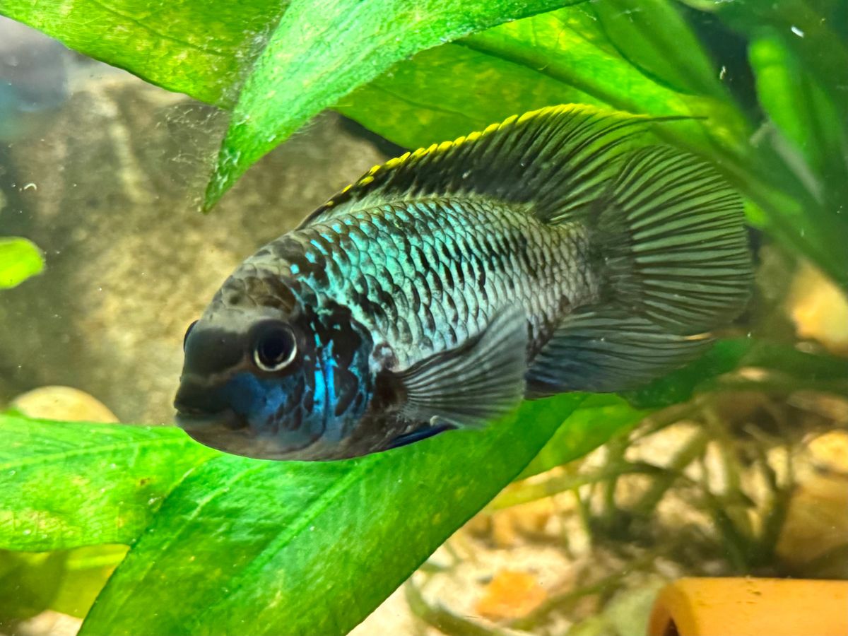 Neon Blue Acara