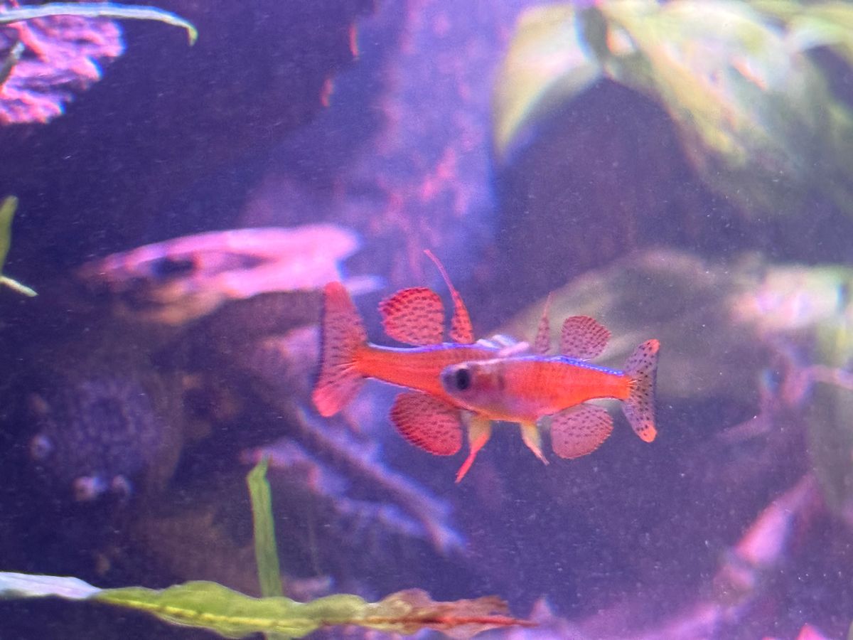 Red Neon Blue-eye (Pseudomugil luminatus)