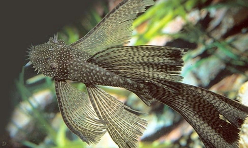 Longfin Common Bristlenose Catfish