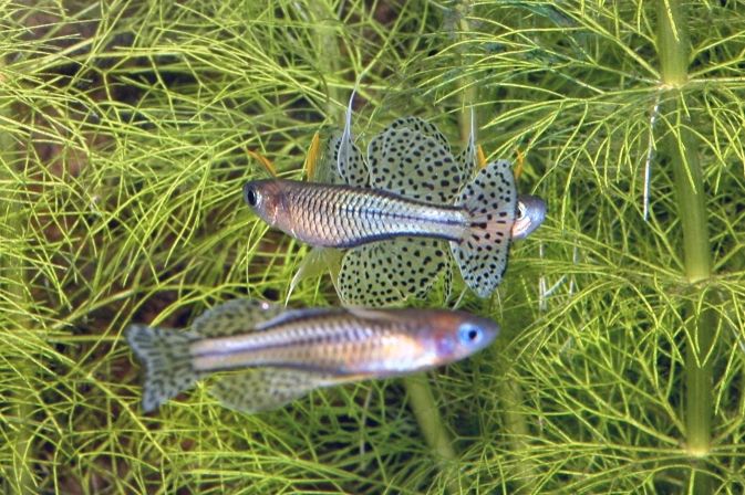 Spotted Blue Eye (Howard River) (Pseudomugil gertrudae)