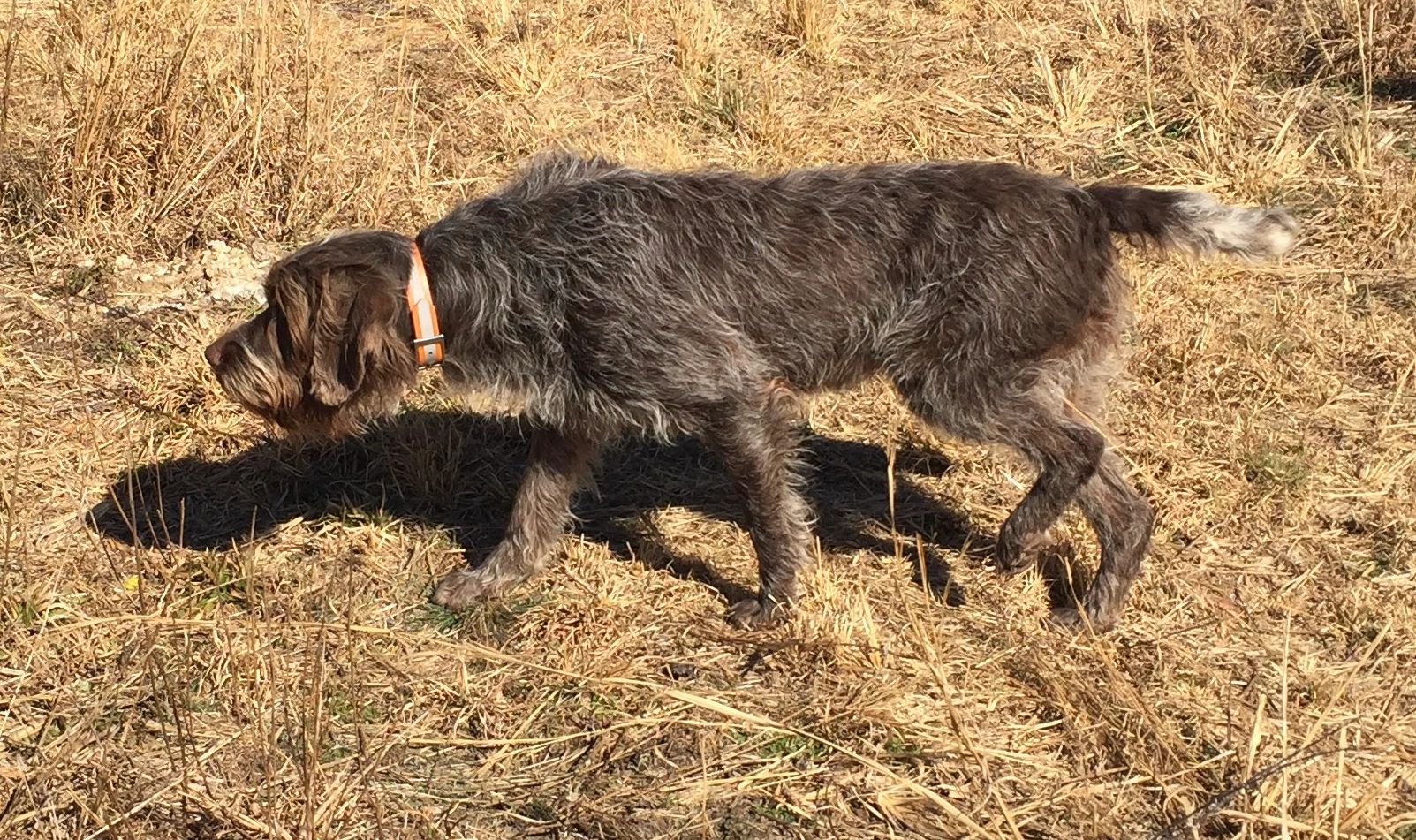 American Wirehaired Pointing Griffon Foundation - Awpgf, Nonprofit