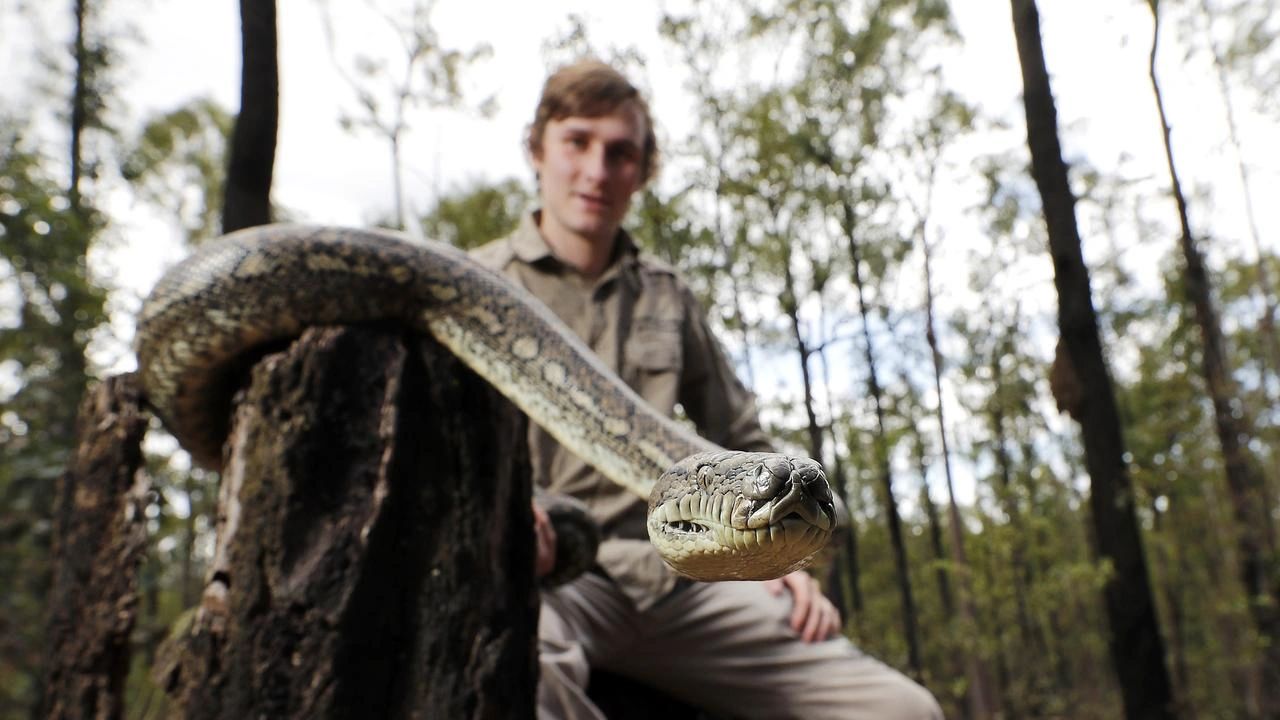 Snake Catchers Logan - Rapid Response, Cheap Call-Out Fees | 24/7 Service