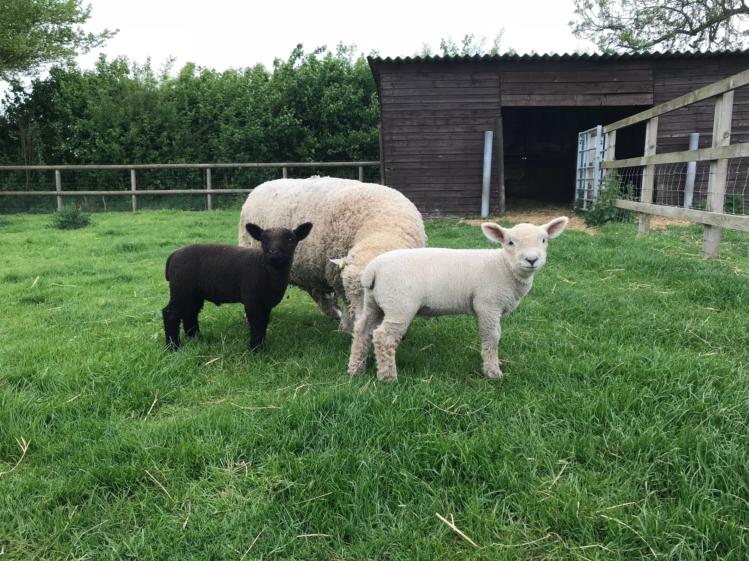 Suffolk Smiling Sheep